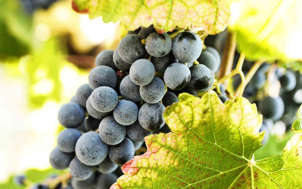 Il lambrusco, le vin le plus connu d'Italie - Le blog Siagi